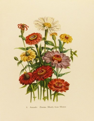 Victorian Botany during the 19th Century