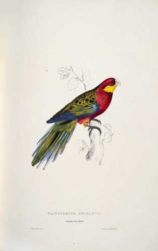 Edward Lear - Biography | Art & Music Career, Facts